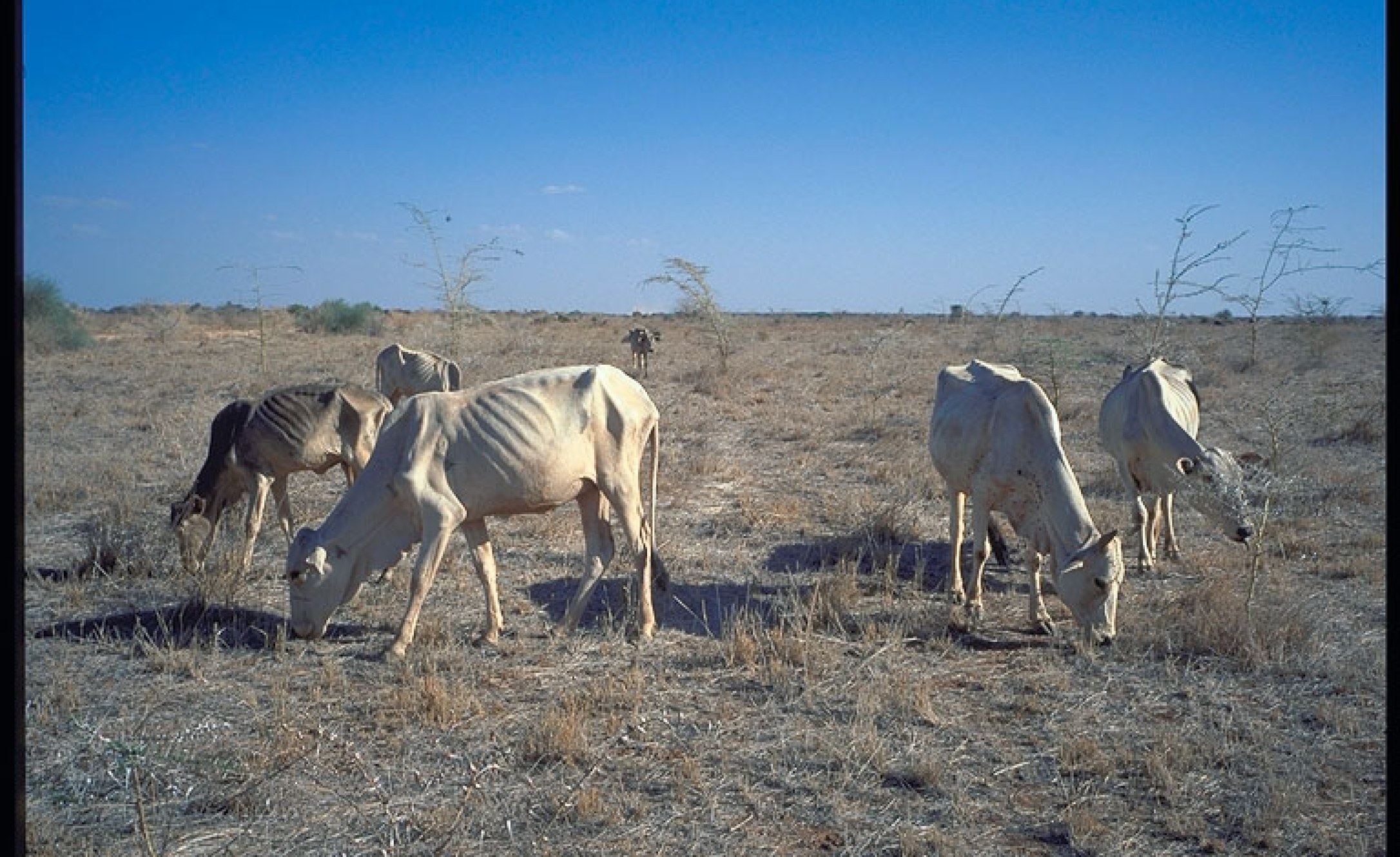 Namibia: Water for Livestock to Dry Up Soon in Northern Regions ...
