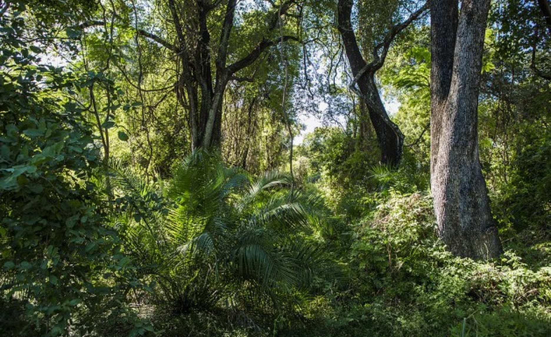 Uganda: Expert Wants Govt to Limit Importation of Forest Products ...