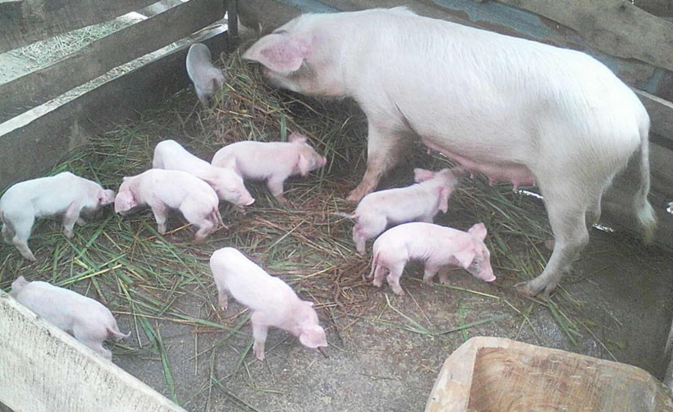Nigeria: Why You Should Take Pig Farming Serious in Nigeria - allAfrica.com