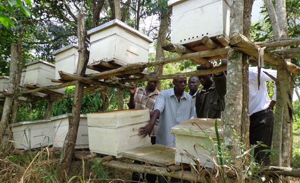 Uganda: Which Beehive Offers Better Benefits? - allAfrica.com