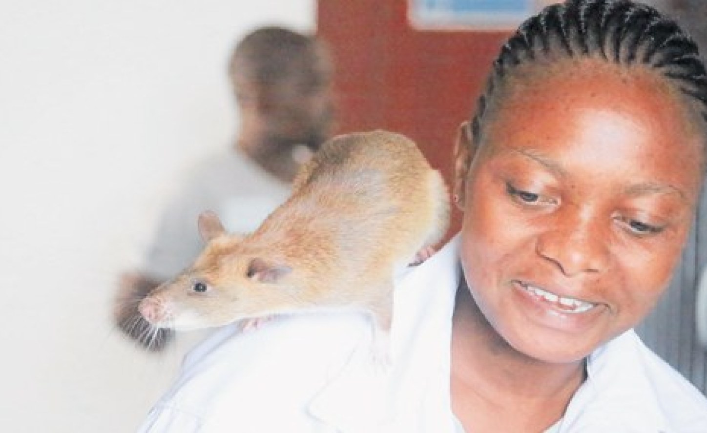 Tanzania: When Giant Rats Work 'Smarter' Than Hospitals - allAfrica.com
