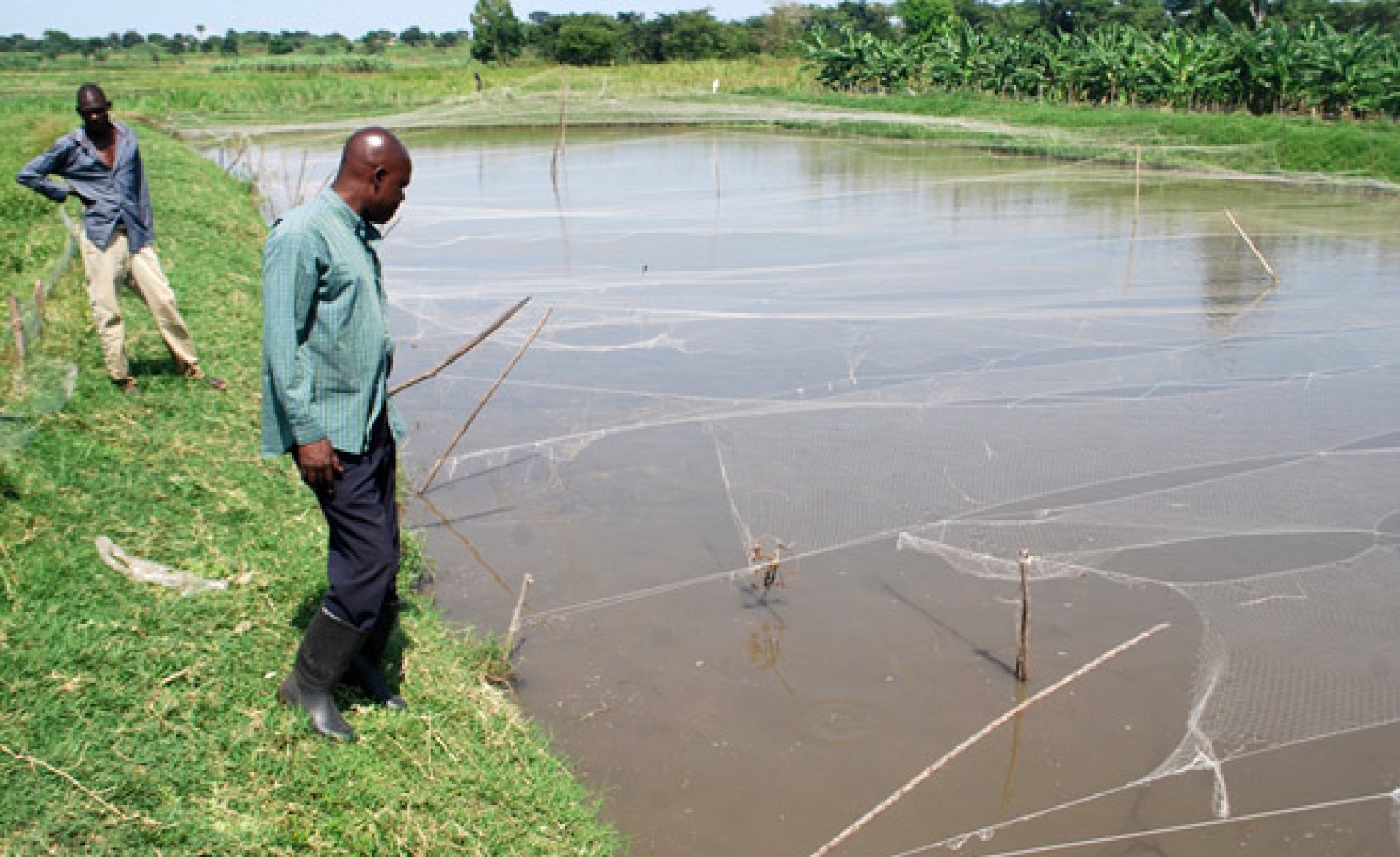 Uganda: Aquaculture Exports to Raise Fisheries Revenue - Experts ...