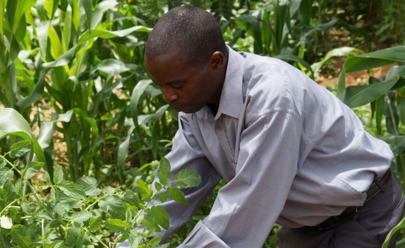 Malawi Farmers Apply New Methods to Increase Yield - allAfrica.com