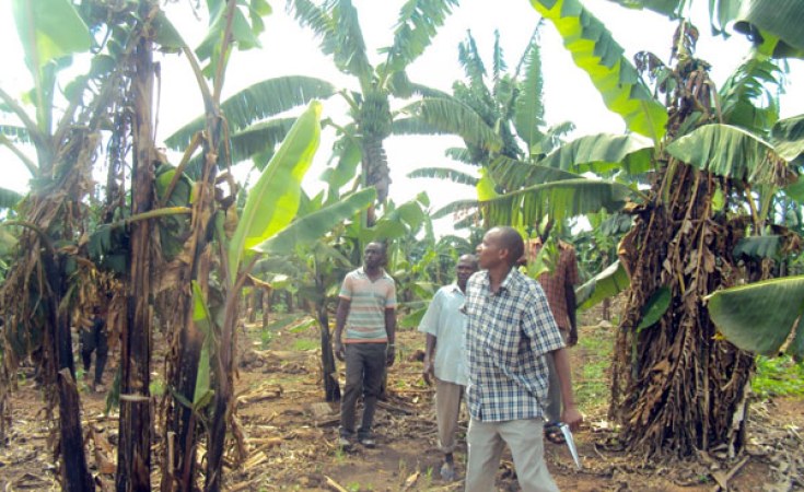Uganda: Why North, Karamoja Will Soon Be Big Banana Producers ...