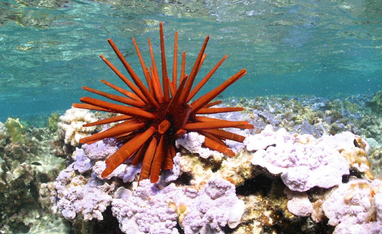 South Africa: Alarm At Seabed Destruction From SA Phosphate Mining ...