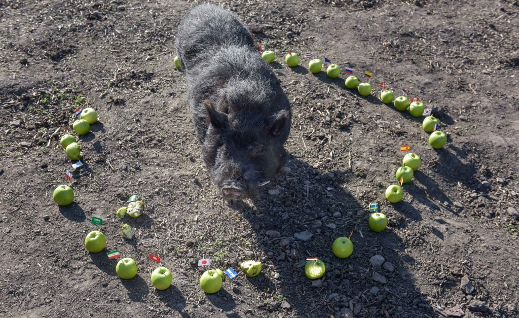 Psychic Pig Predicts Nigeria Will Get to World Cup Semi-Final ...