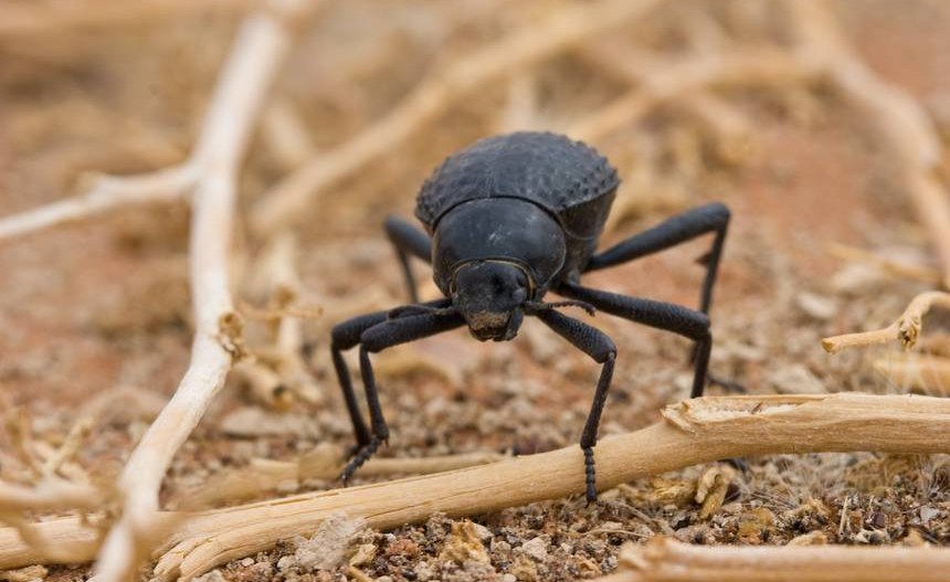 Namibia: Scientists to Study Namib Desert Beetle - allAfrica.com