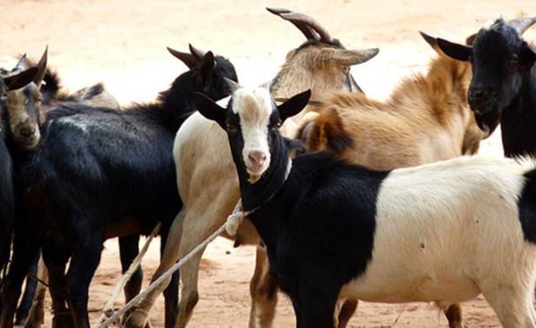 Zimbabwe Zanu PF Launches Goat Rearing Project AllAfrica zimbabwe-zanu-pf-launches-goat-rearing-project-allafrica