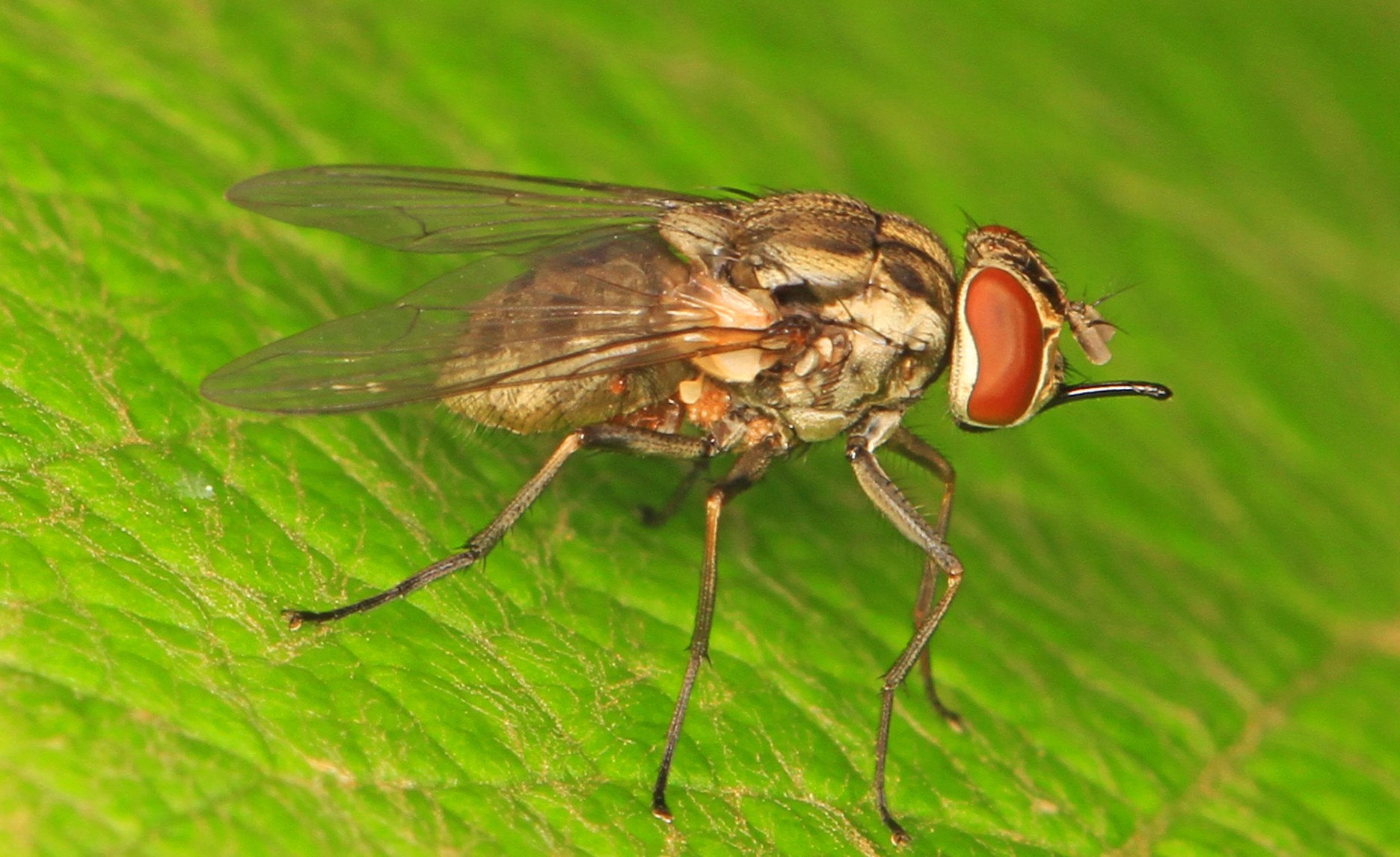 Africa: We Found a Way to Trap Stable Flies - Their Dung Preferences ...