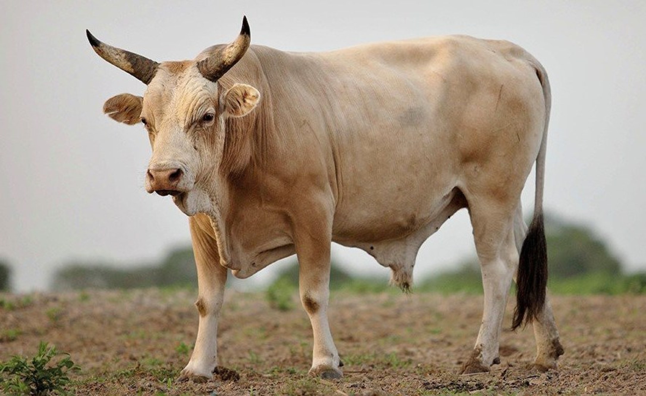 Africa: New Research Set to Produce More Productive, Sustainable Cattle ...