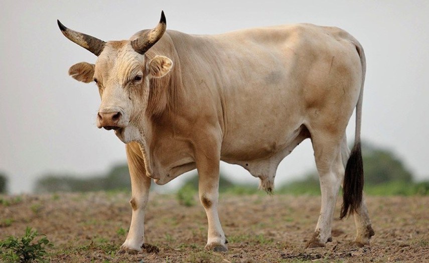 Africa: New Research Set to Produce More Productive, Sustainable Cattle ...