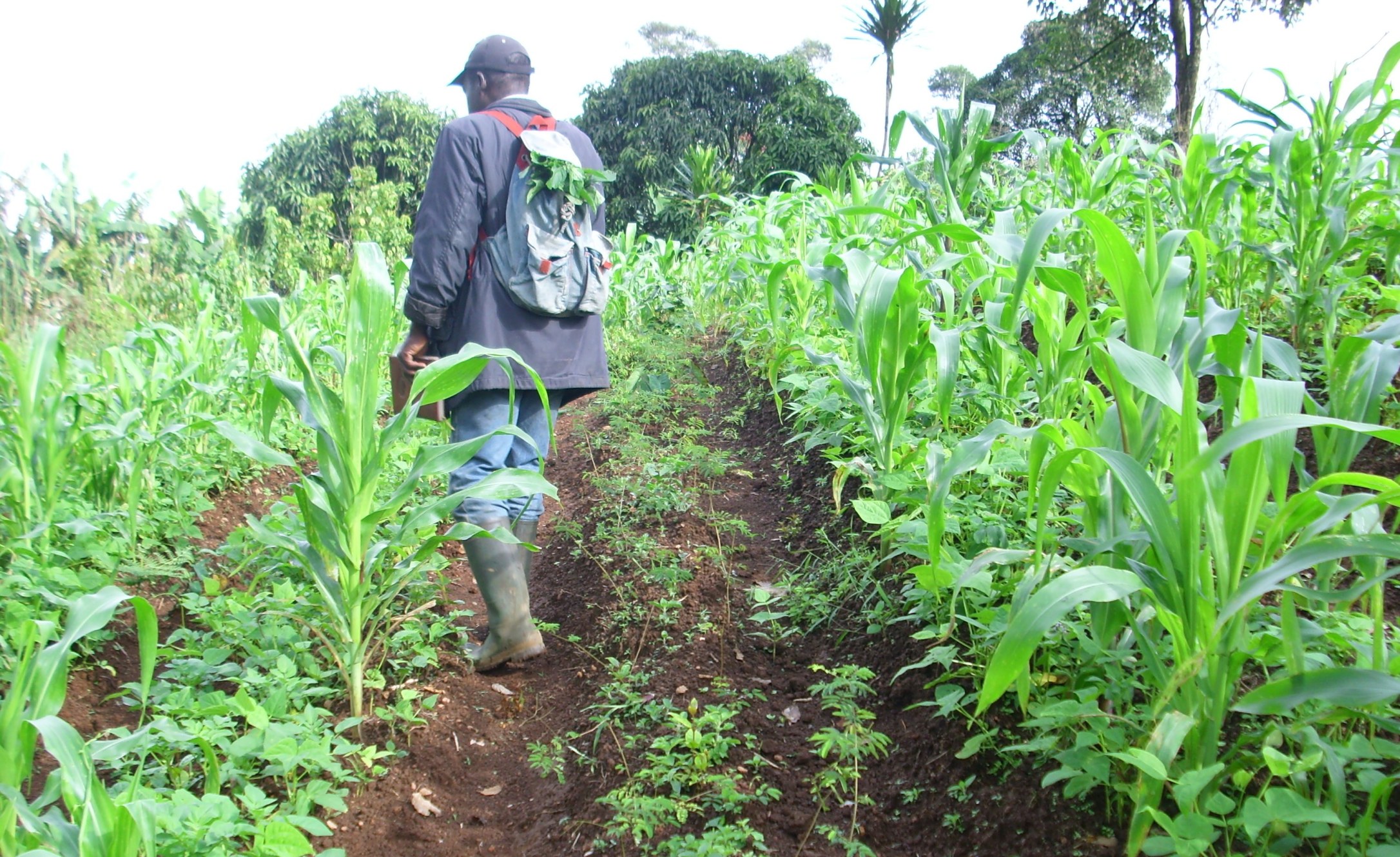 Africa: Tracing the History of Farming Across Africa Gives Clues to Low ...