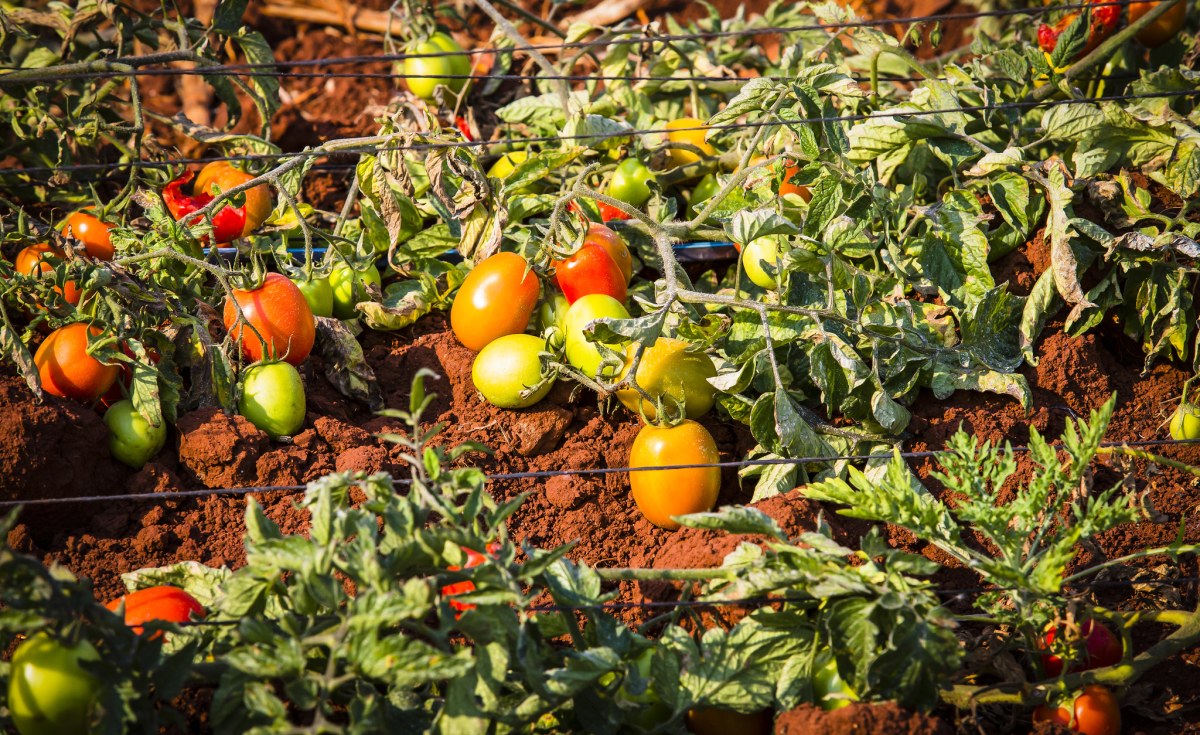 Solar Energy a Sustainable Solution For Tanzania's Tomatoes - allAfrica.com
