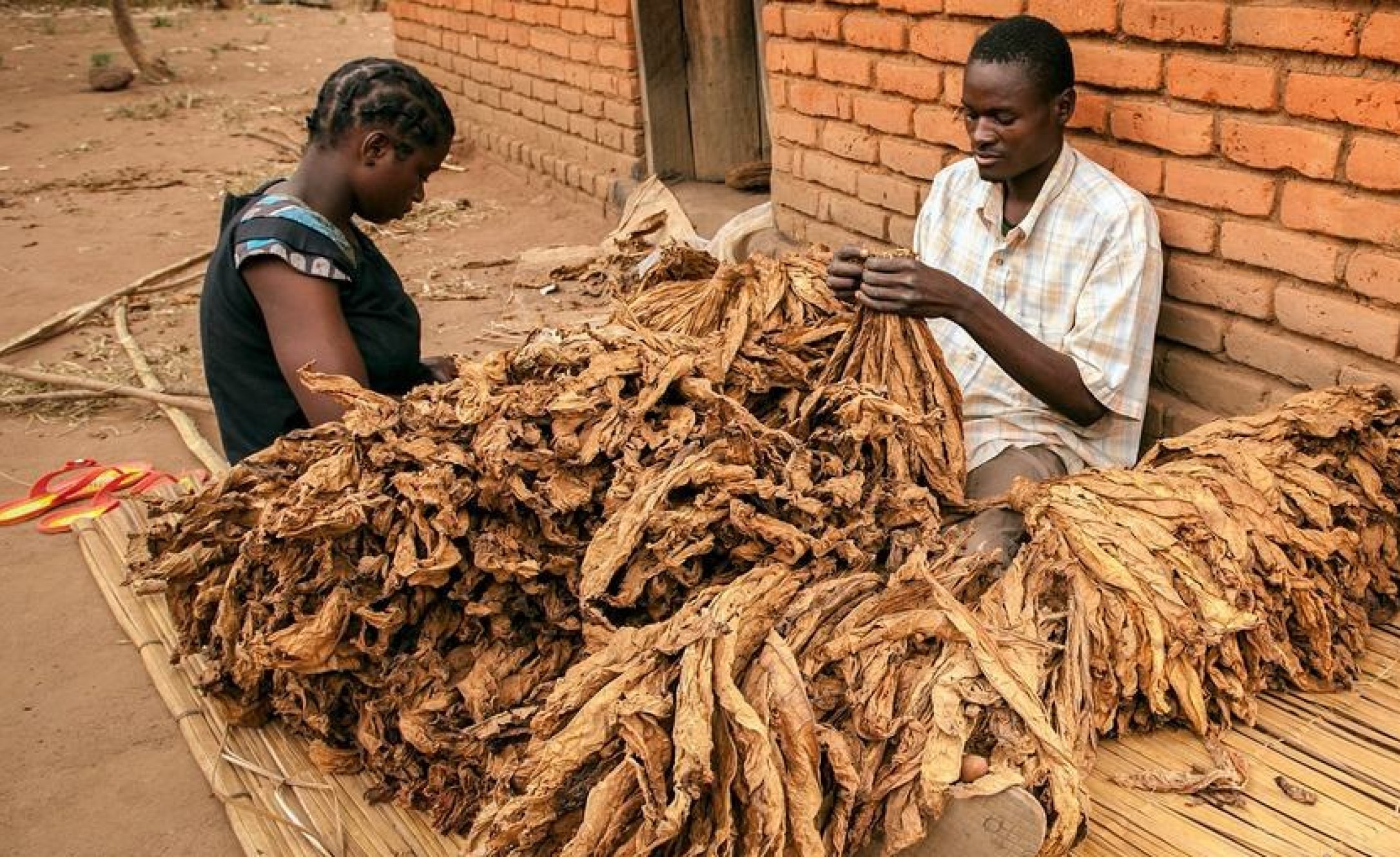 Africa: Make Tobacco Industry Accountable for Environmental Damage: UN ...