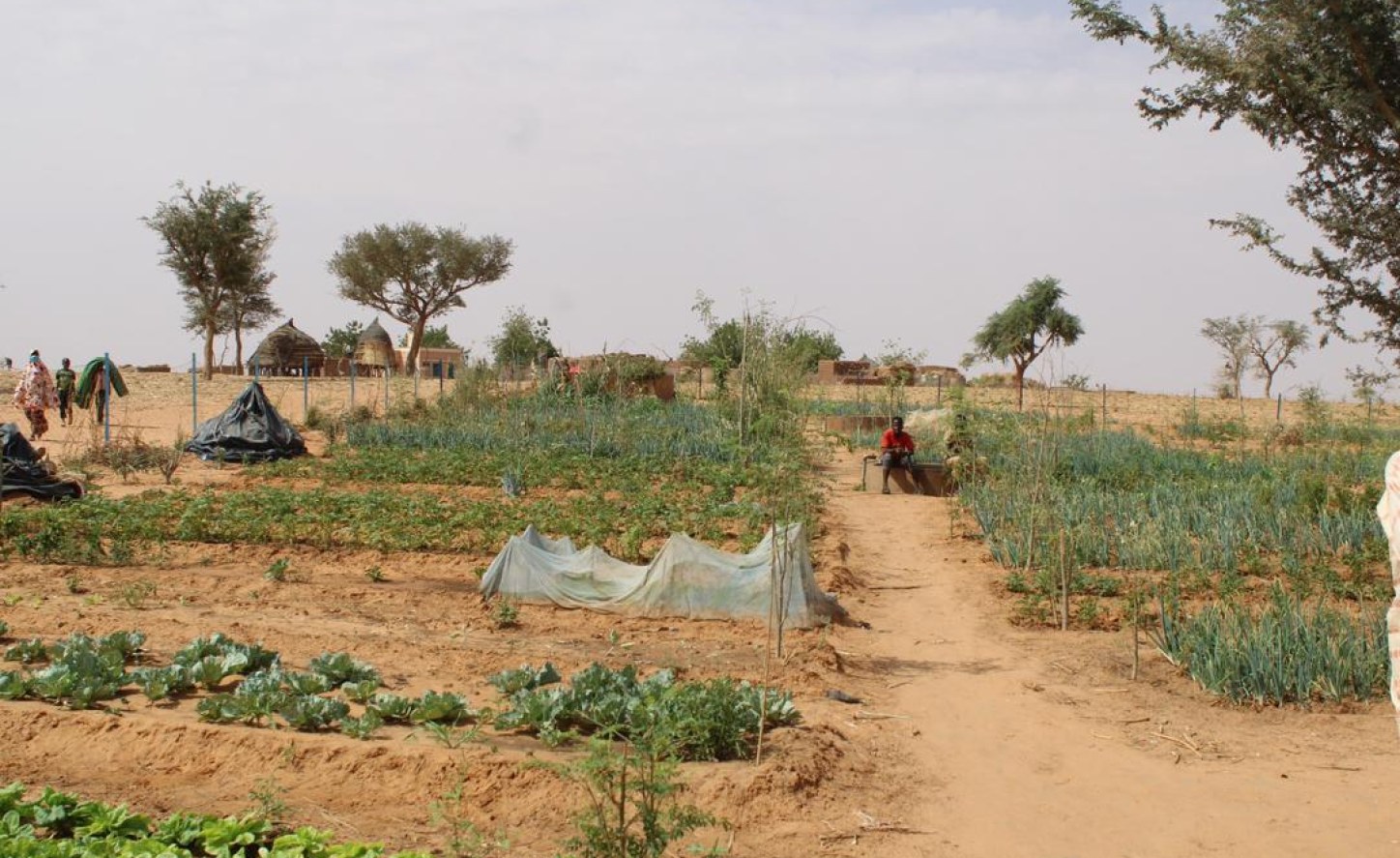 Niger: Land Restoration, Market Gardening Make a Difference for Niger ...
